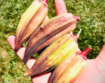 Alabama Red Okra Seeds - Etsy