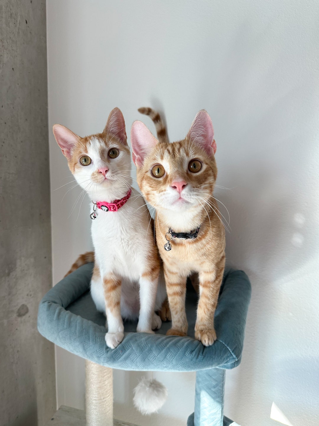 Musubi Cat Collar - Musubi, Sushi, Onigiri Print - Designed in Hawaii ...