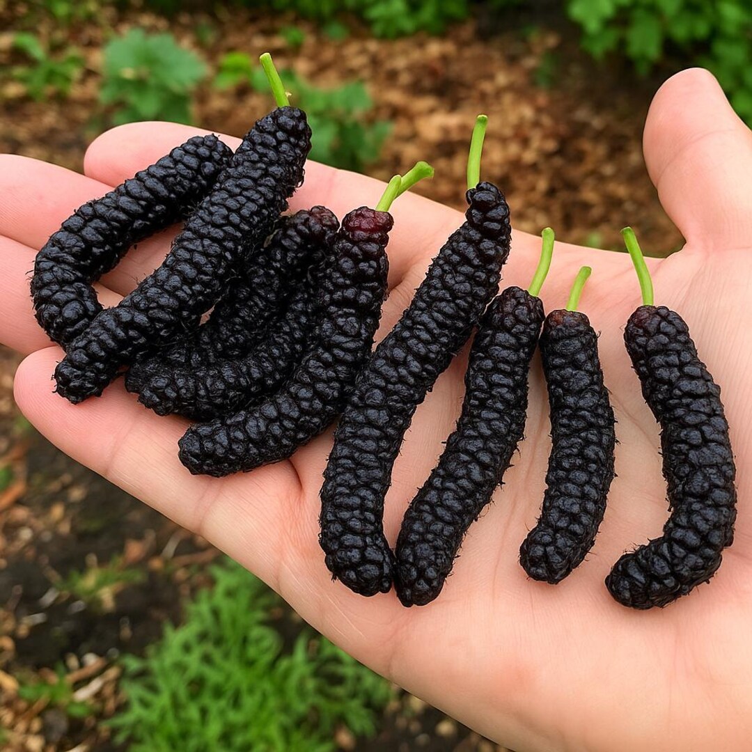 Chicken Claw Mulberry - Rare Mulberry - Morus Trilobata - Organic ...
