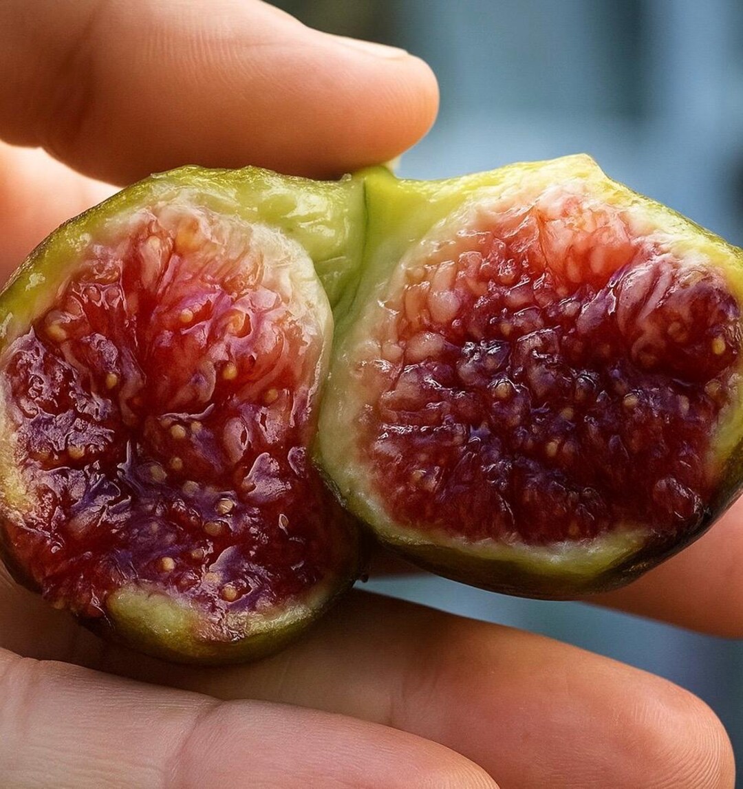 Red Lebanese Bekaa Valley (RLBV) Fig Cutting - Etsy