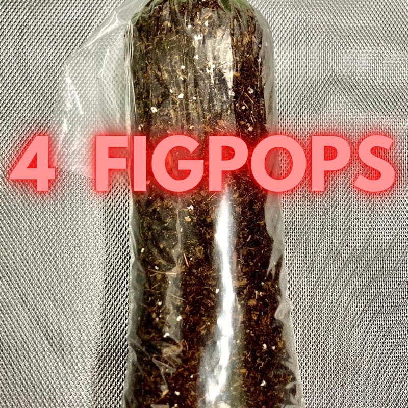 Fig Cuttings - Etsy