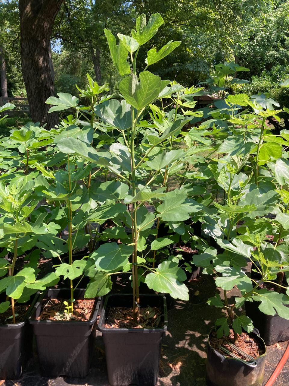White Madeira #1 Fig Cutting - Etsy