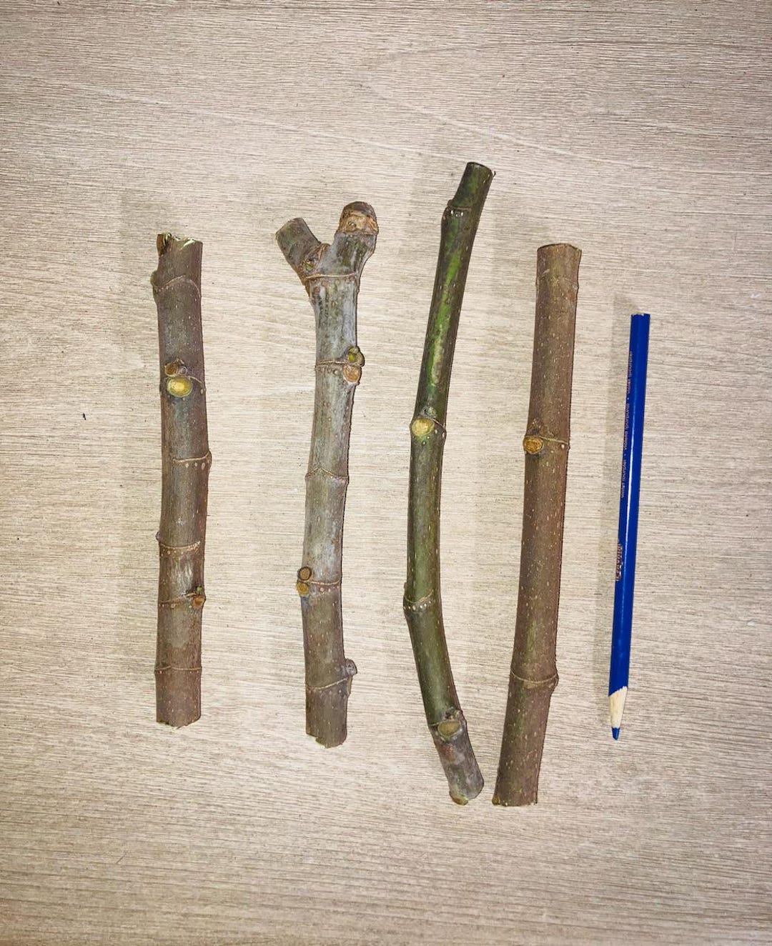 3 Col De Dames Cutting VARIETY Pack Cdd Mutante, Cdd Noir, Cdd ...