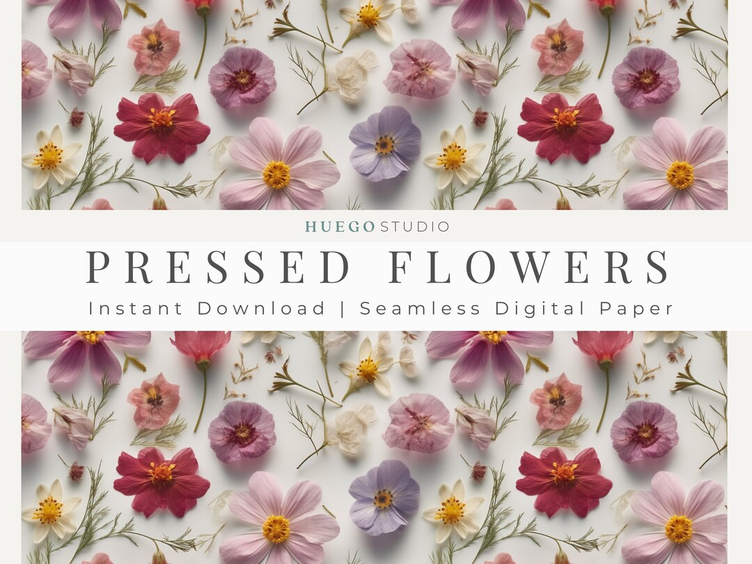 3D Preserved Pressed Wild Spring Meadow Flower Wildflower PNG Floral ...