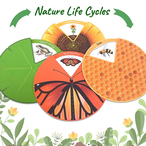 Butterfly Life Cycle - Etsy
