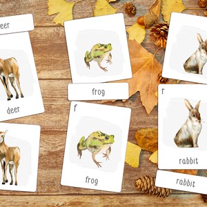 PRINTABLE, Woodland Animals, Three Part Learning Flash Cards ...