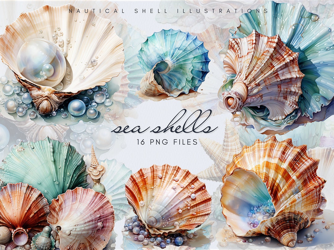 Beautiful Seashells Clipart - Instant Download - PNG - Summer Clipart ...