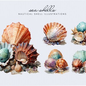 Beautiful Seashells Clipart - Instant Download - PNG - Summer Clipart ...