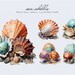 Beautiful Seashells Clipart - Instant Download - PNG - Summer Clipart ...