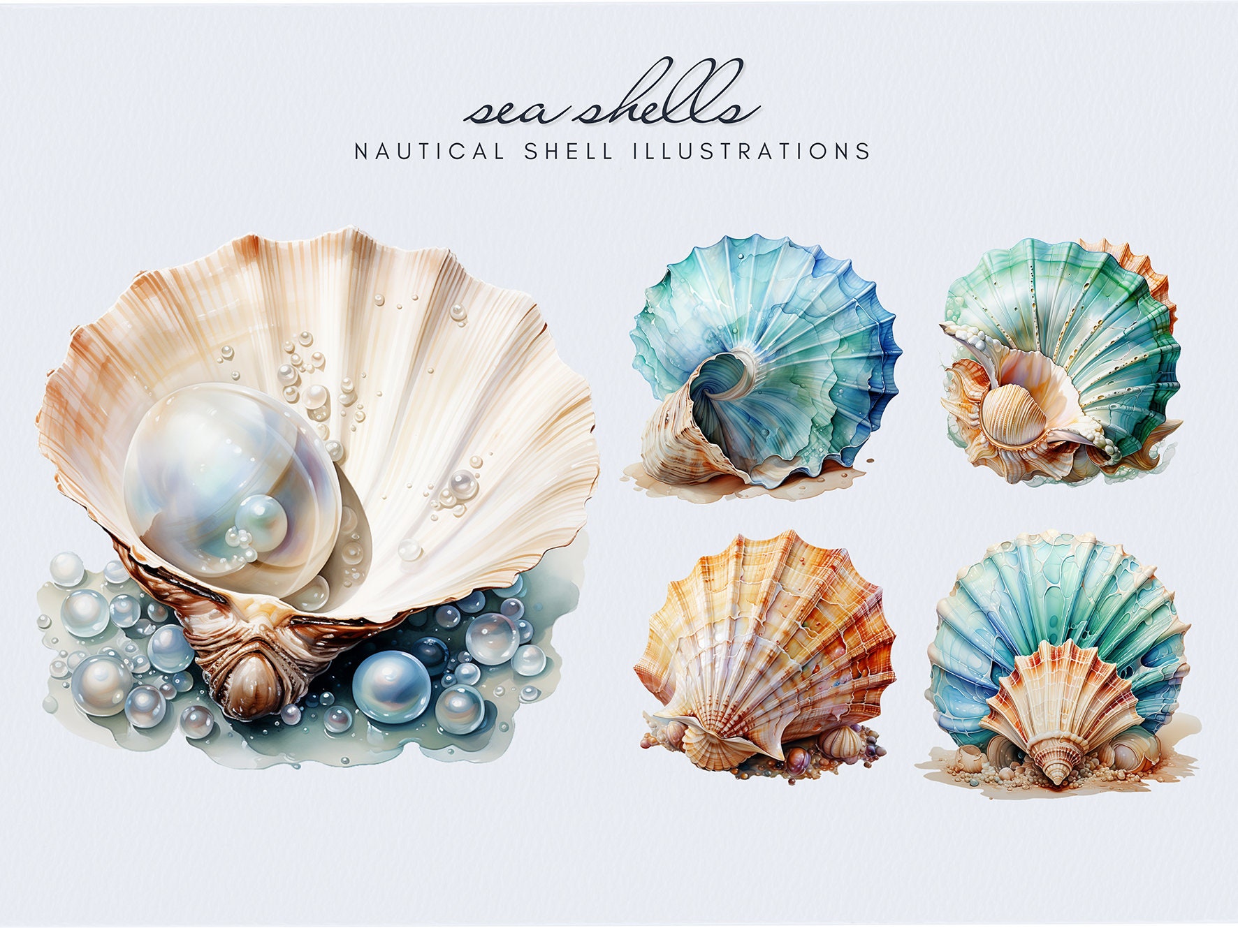 Beautiful Seashells Clipart - Instant Download - PNG - Summer Clipart ...