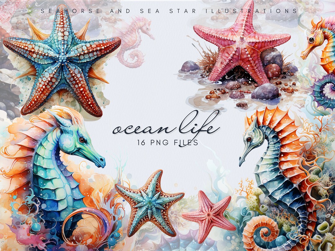 Ocean Life Clipart Bundle - Seashorses and Sea Stars Illustrations ...