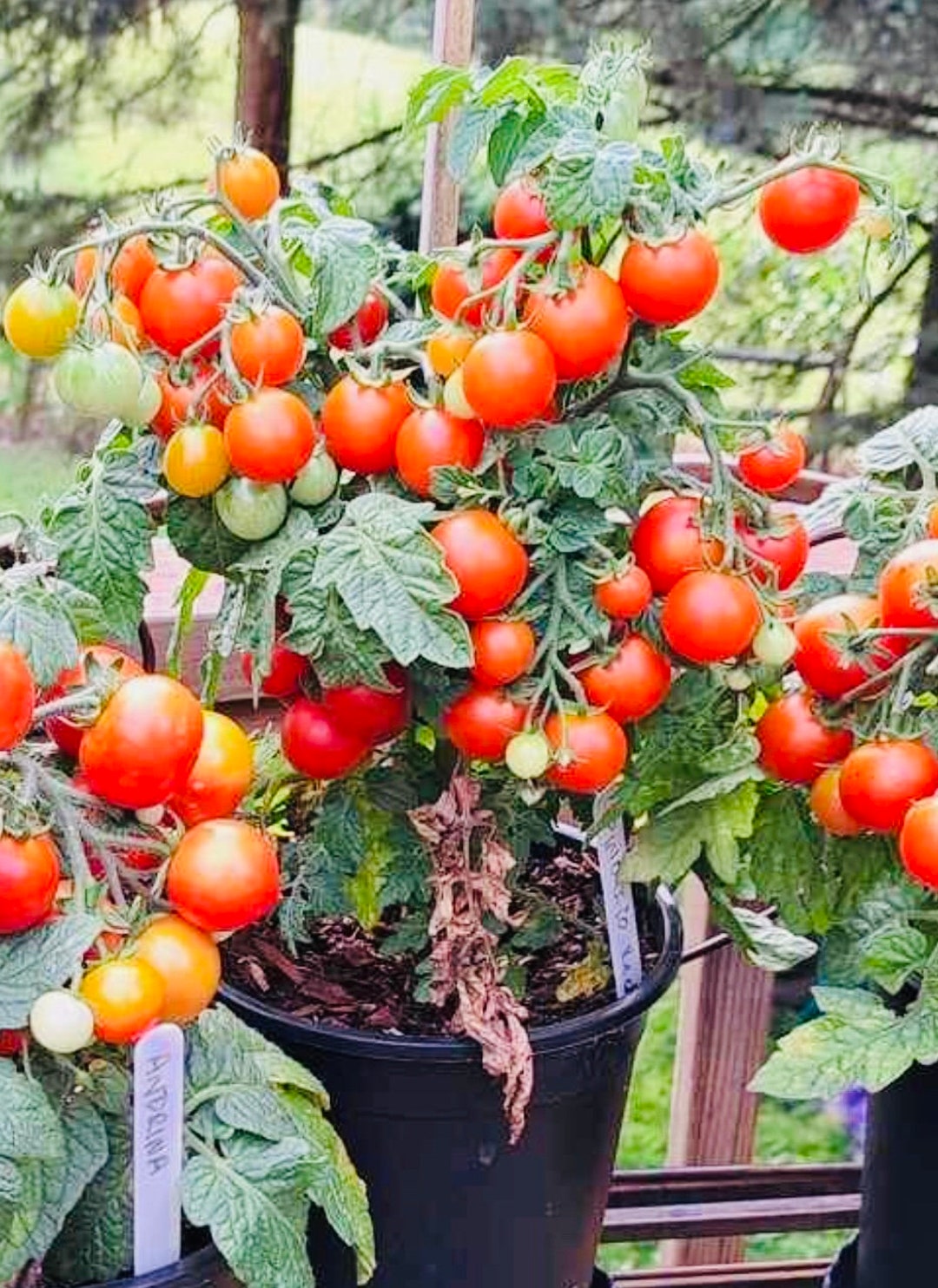 Pinocchio Red Micro Dwarf NON GMO Heirloom Tomato Seeds 10 Seeds - Etsy