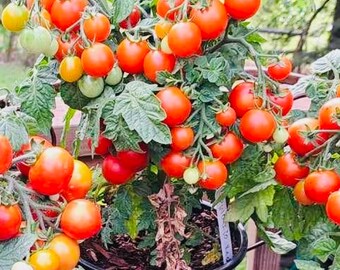 Pinnochio Orange Micro Dwarf Bonsai Tomato Premium Seed Packet - Etsy