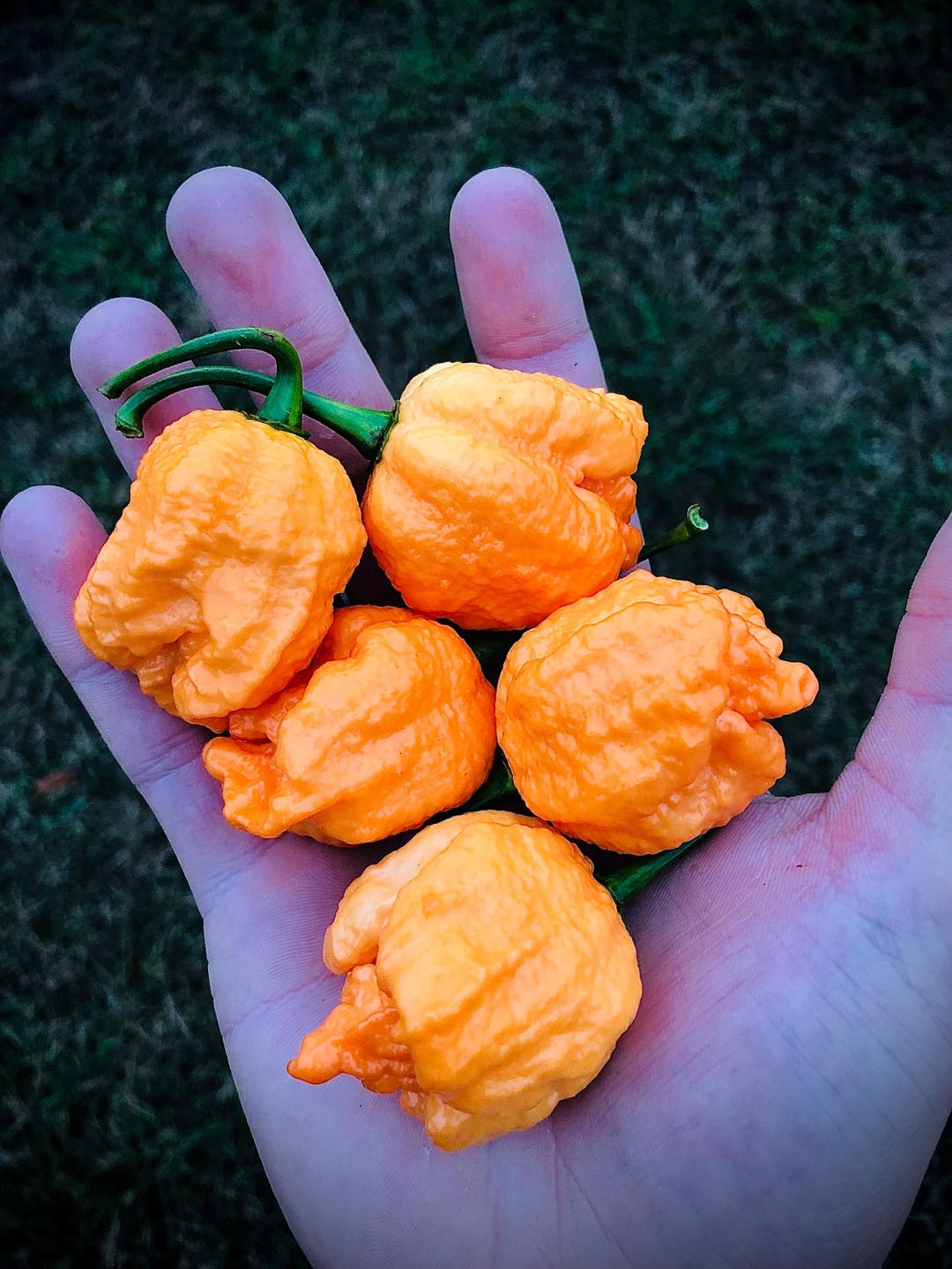 7 Pot Skin Peach Pepper Seeds - Etsy