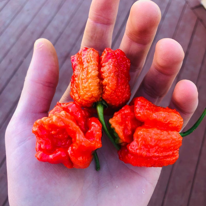 Lucifer Plant - Etsy