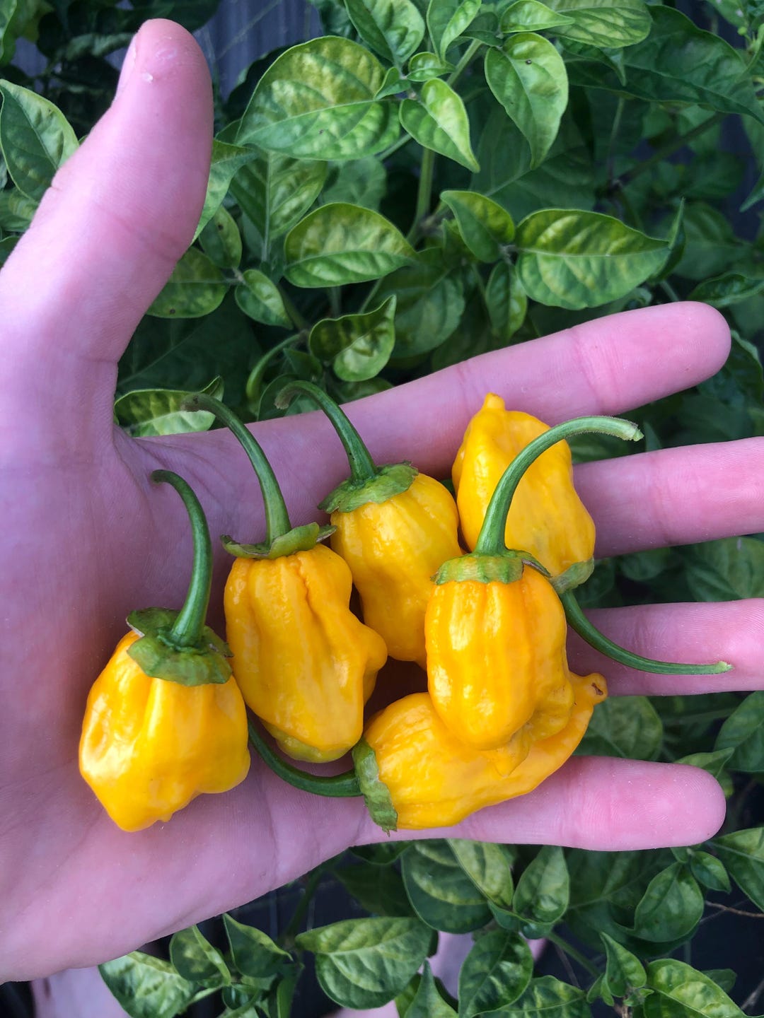 7 Pot Golden BBG Pepper Seeds - Etsy