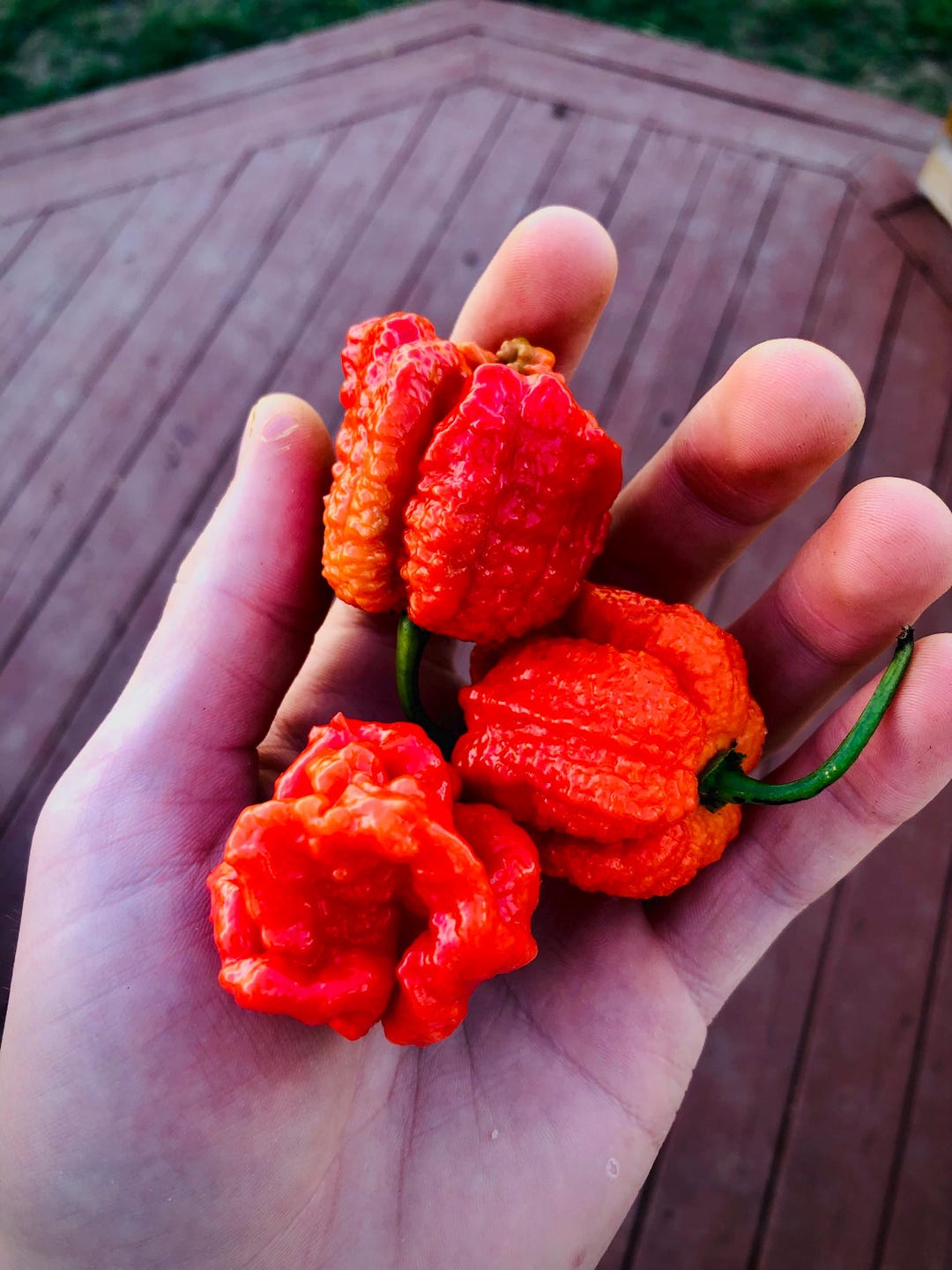 Primo Lucifer Pepper Seeds - Etsy