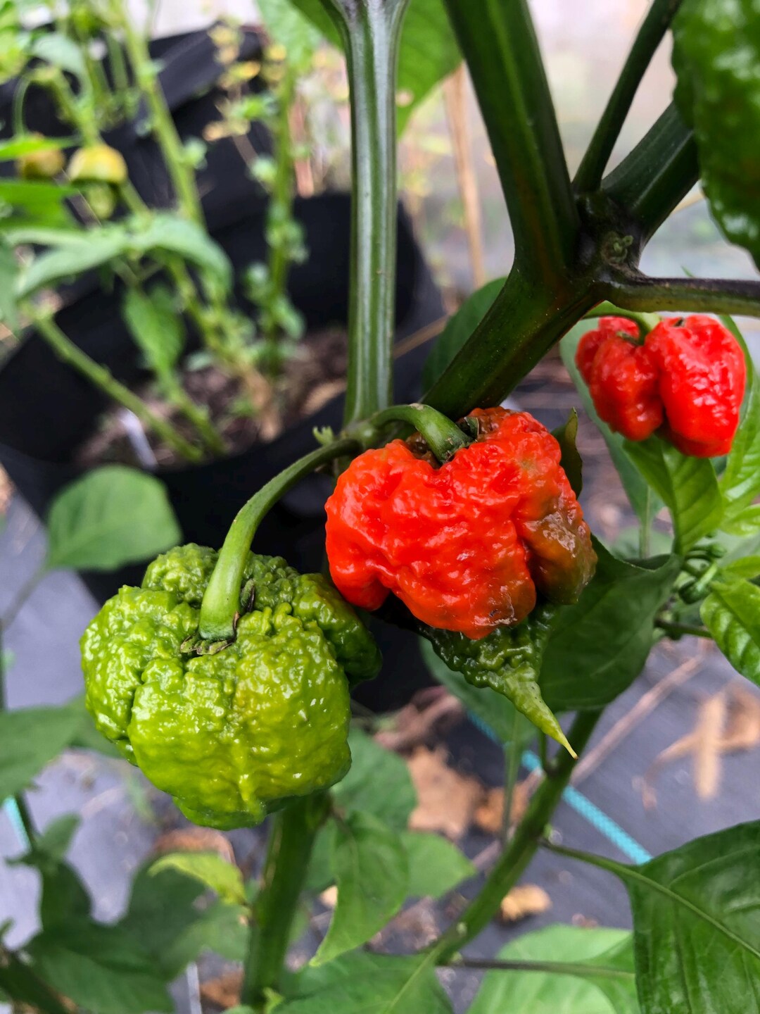 7 Pot Primo Pepper Seeds - Etsy