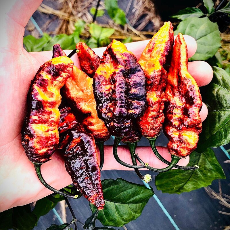 Rare Pepper Seeds - Etsy