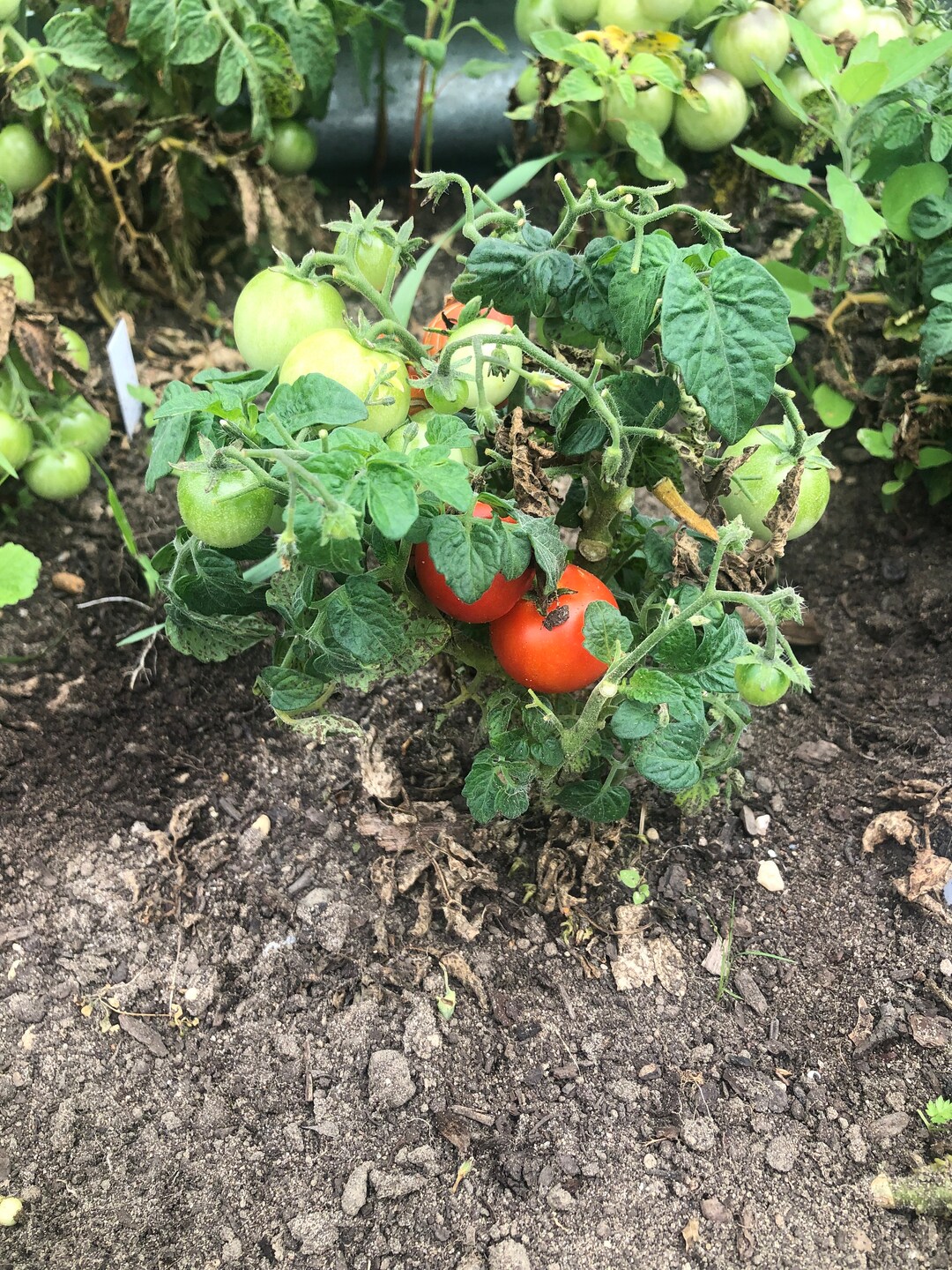 Little Red Riding Hood Micro Dwarf NON GMO Heirloom Tomato - Etsy