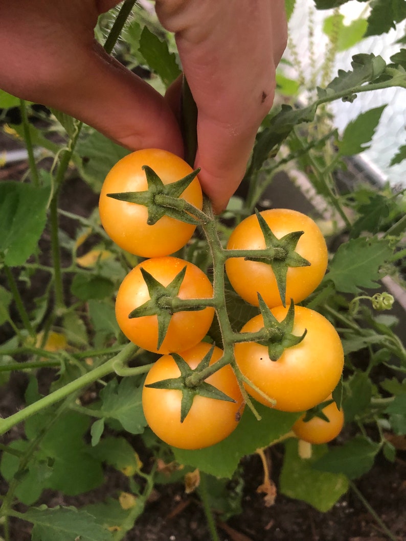 Tropical Sunset non GMO Heirloom Tomato Seeds 10 Seeds - Etsy