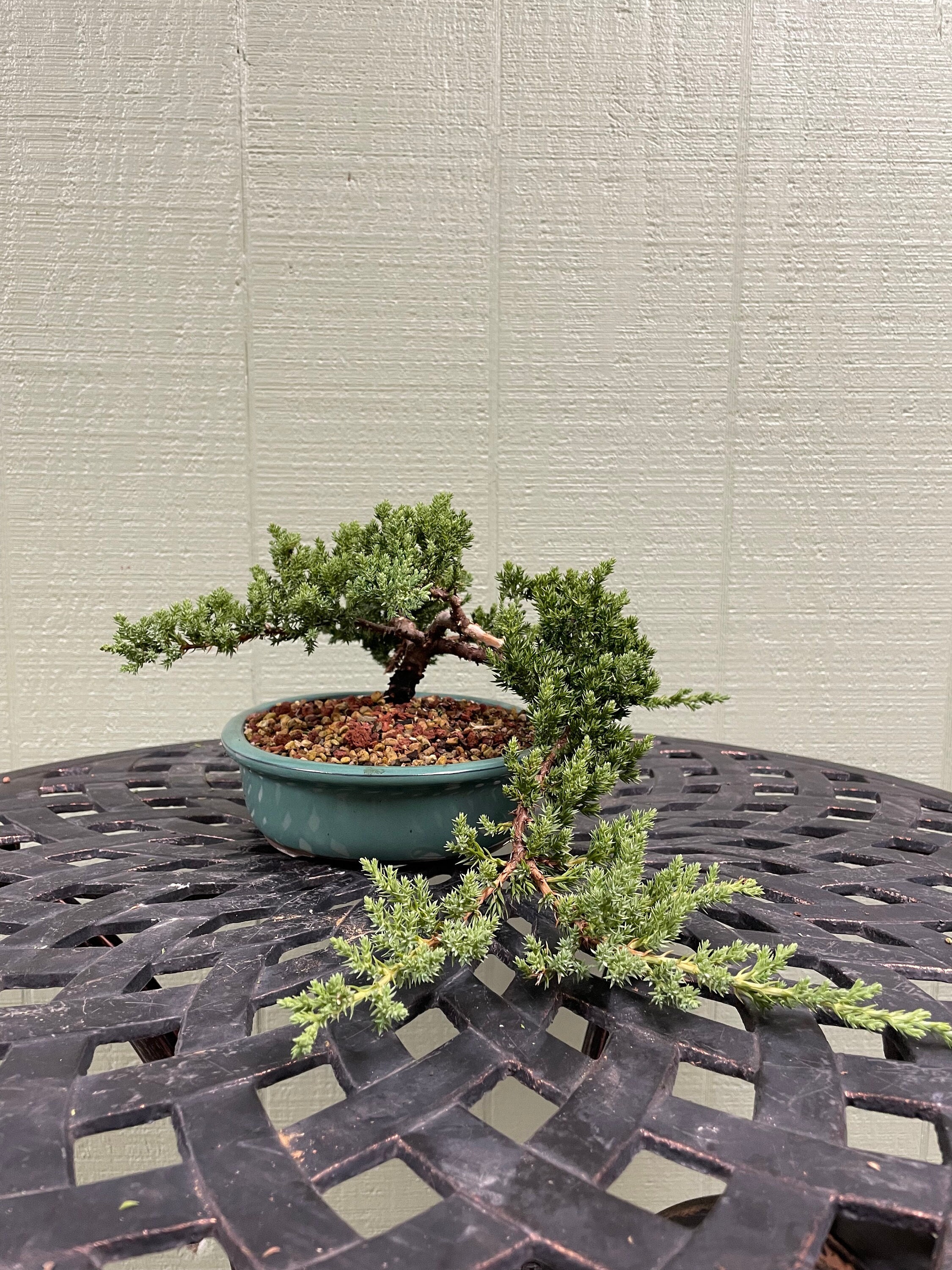 Juniper Bonsai - Etsy