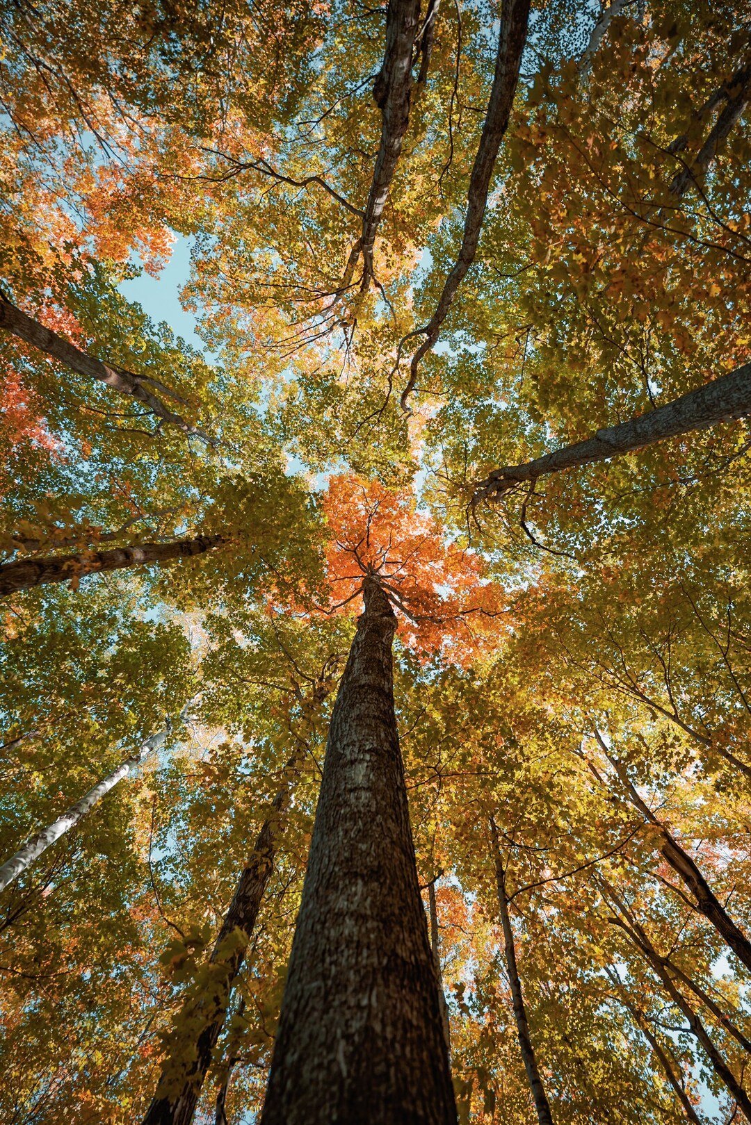 Tree Photo Print, Fall Photo, Autumn Photo Nature Photo Print, Outdoor ...
