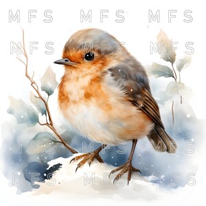 Watercolor Fluffy Baby Robin, 20 High Quality Jpg's Instant Digital ...
