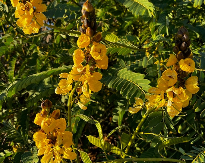 Cassia Didymobotrya Popcorn Plant Senna Plant in 4 Inch Pot - Etsy