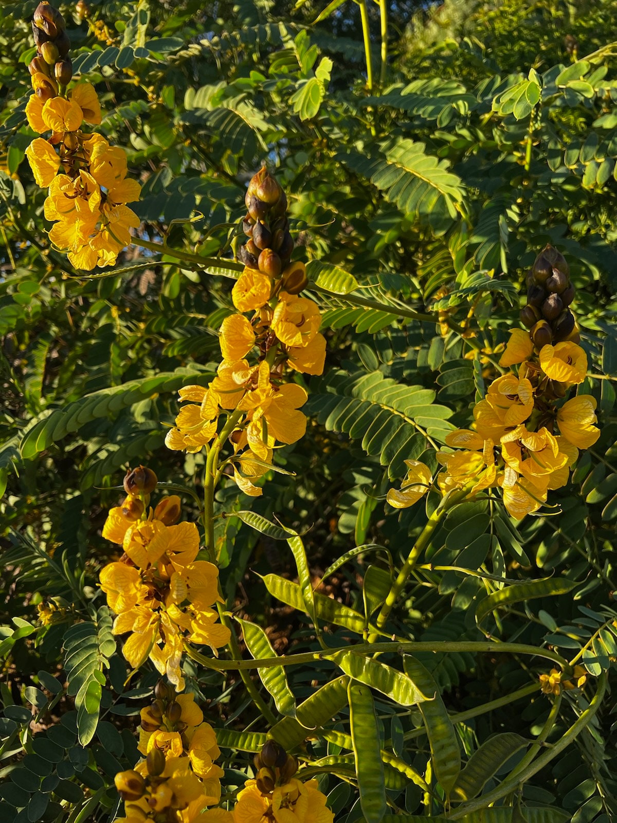 Popcorn Cassia Seeds - Etsy