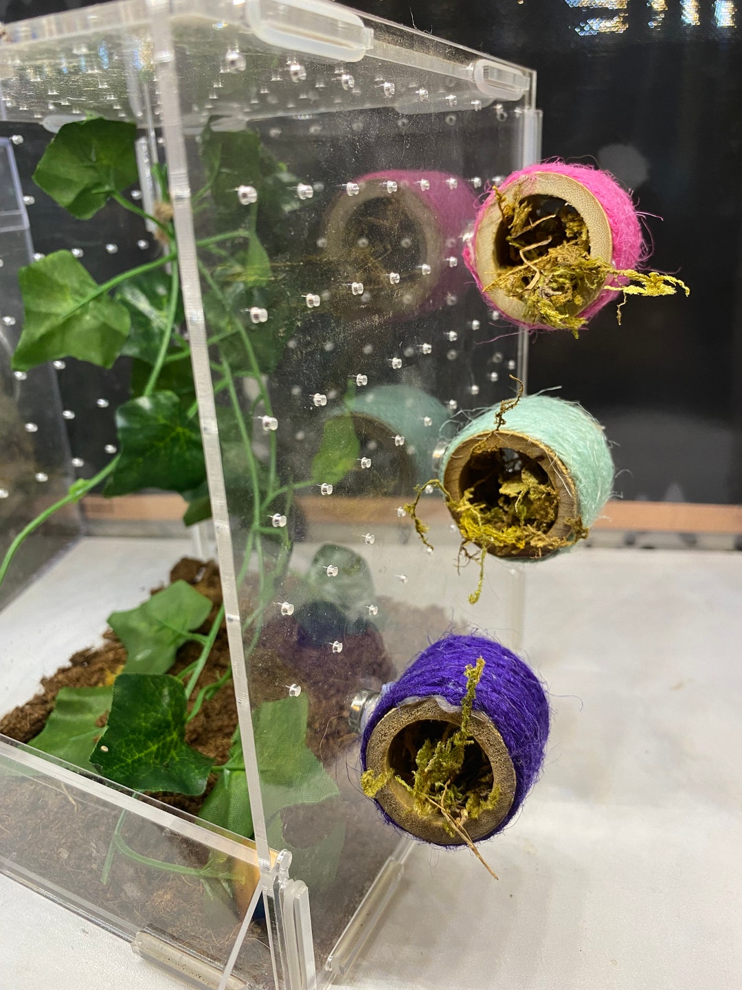Bamboo Hide With Twine and Real Dried Moss for Jumping Spiders - Etsy