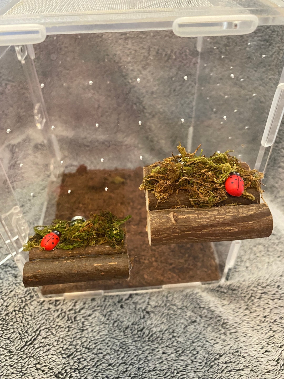 Jumping Spider Wooden Natural Ledges 2” - Etsy