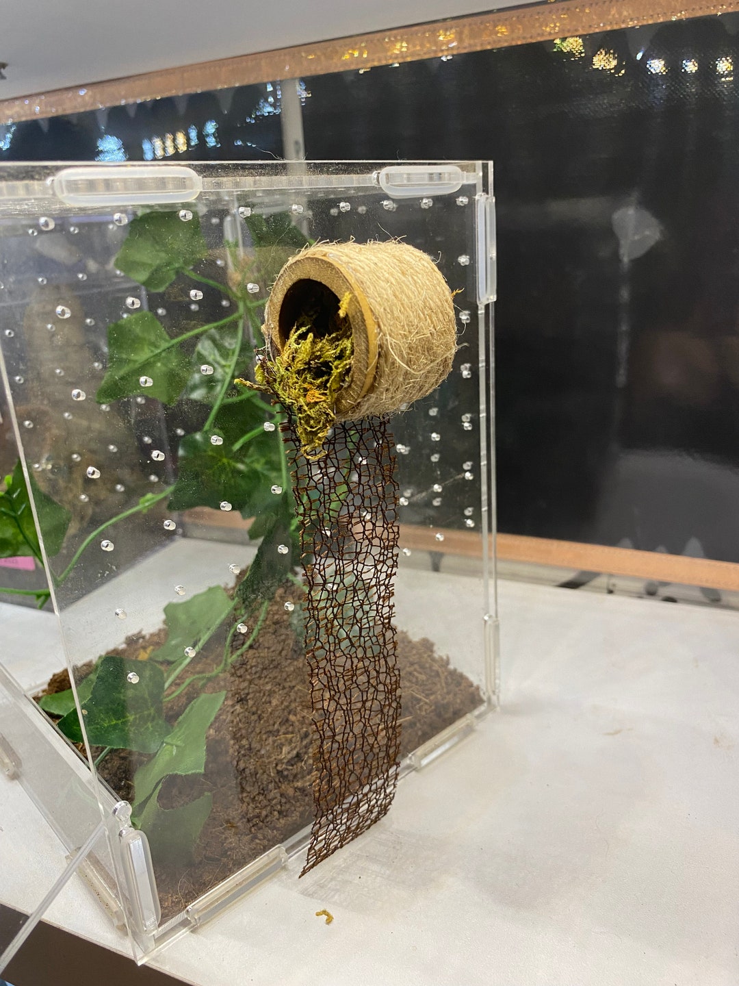 Bamboo Hide With Real Dried Moss for Jumping Spiders - Etsy