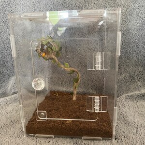 Bamboo and Twine Jumping Spider Hut - Etsy