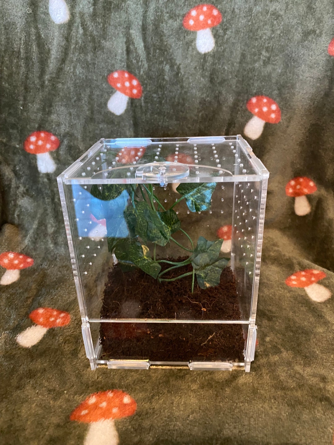 Front Opening Small Acrylic Enclosure for Jumping Spiders 15x11x10cm - Etsy