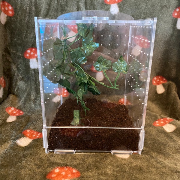 Front Opening Jumping Spider Enclosure - Etsy