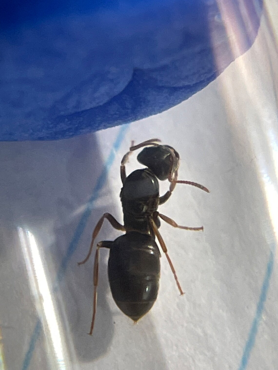 Lasius Umbratus/aphidicola Ant Queen Limited Rare Species - Etsy