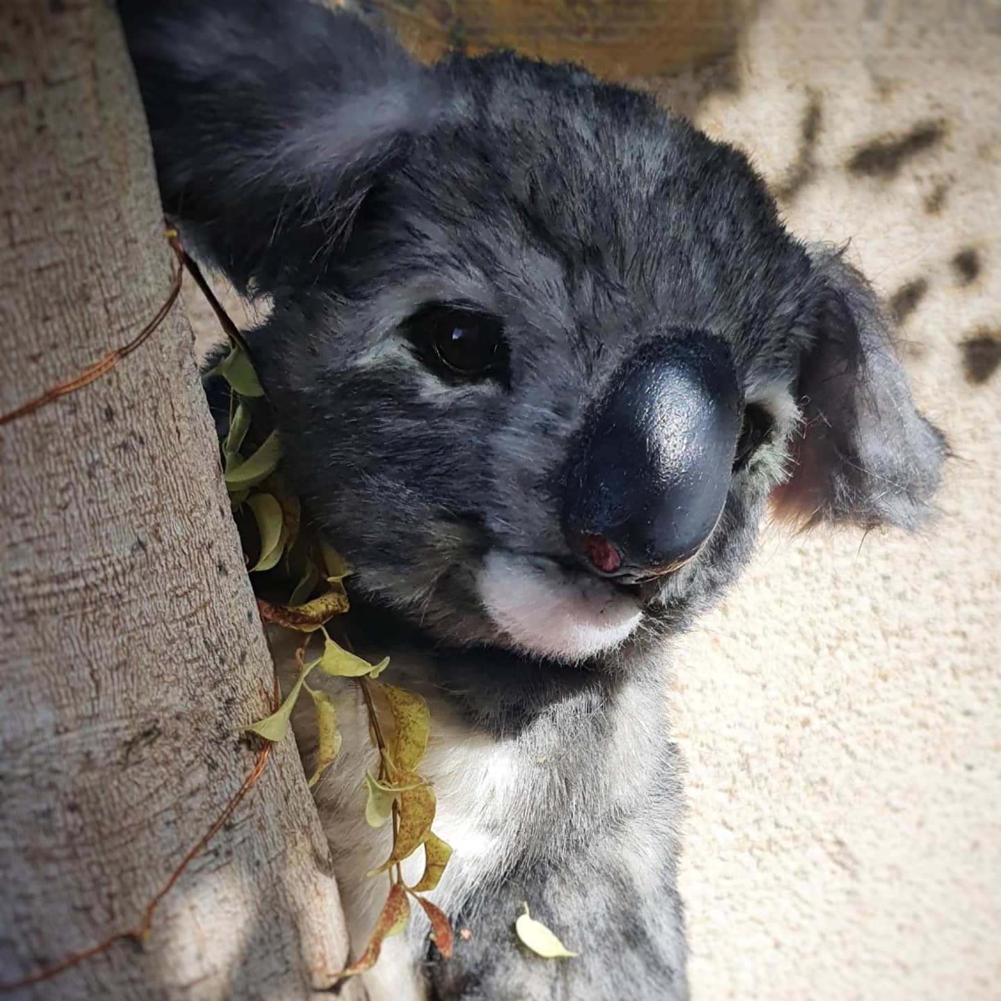 Koala Personalizado Blanco Gris Albino Bebé Realista Reborn Animal ...