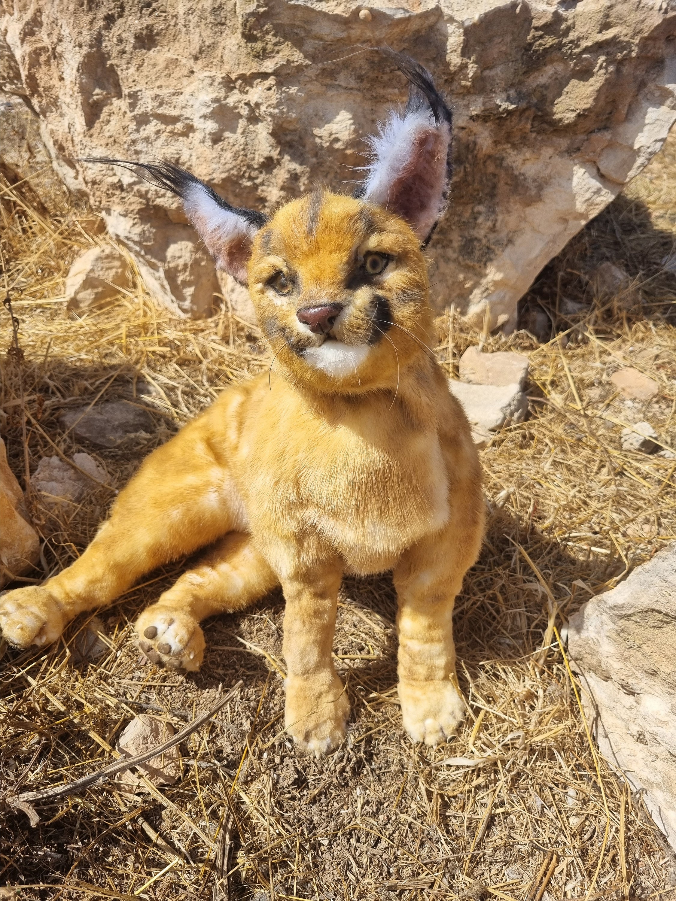 Caracal Floppa Realista Poseible Ooak Renacido Animal Salvaje Réplica ...