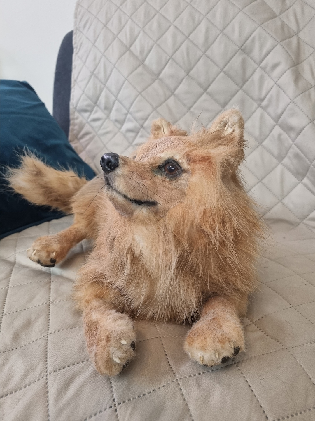 Custom Pomeranian Made by Order Pet Portrait Soft Sculpture Dog Replica ...