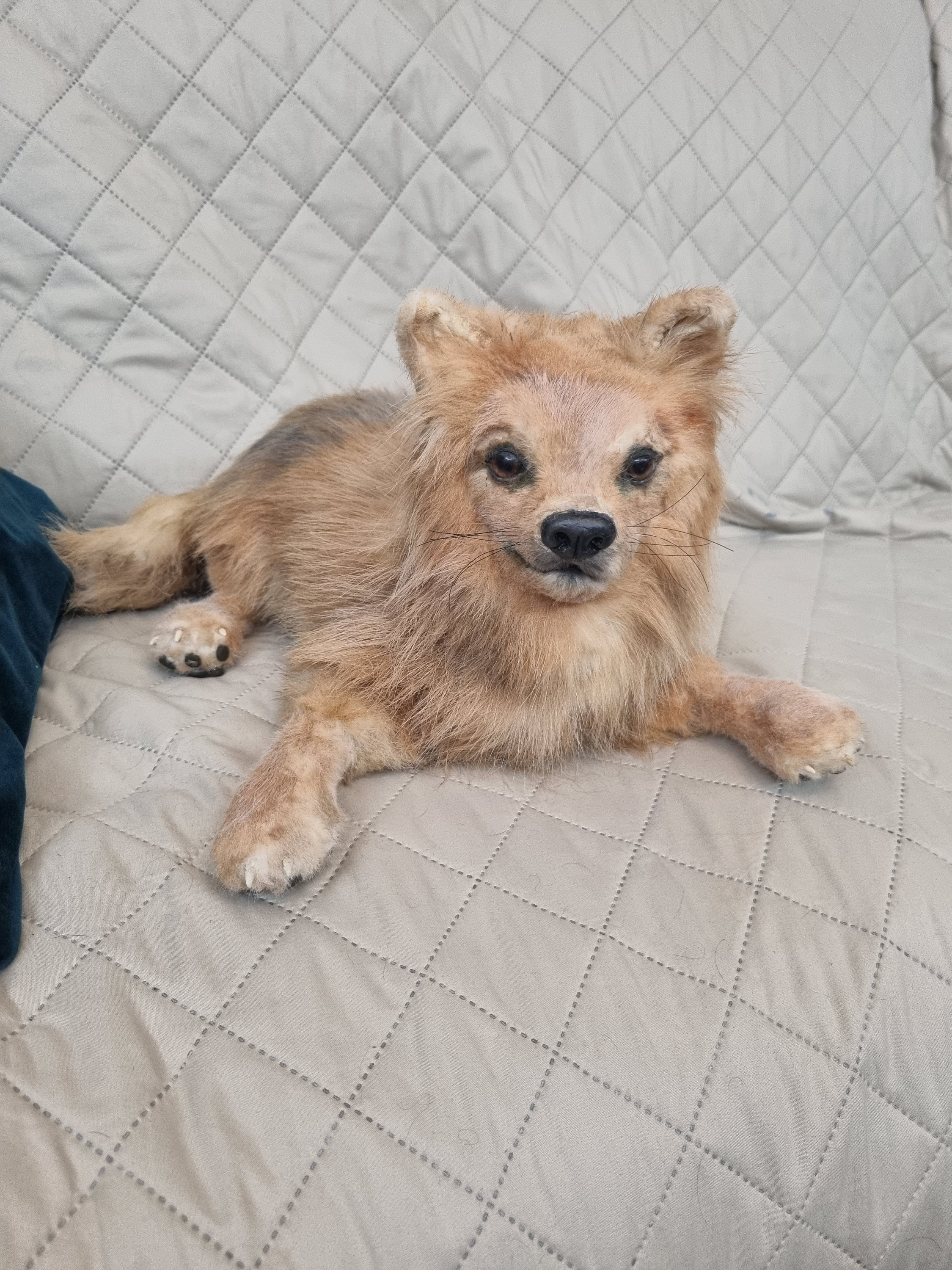 Custom Pomeranian Made by Order Pet Portrait Soft Sculpture Dog Replica ...