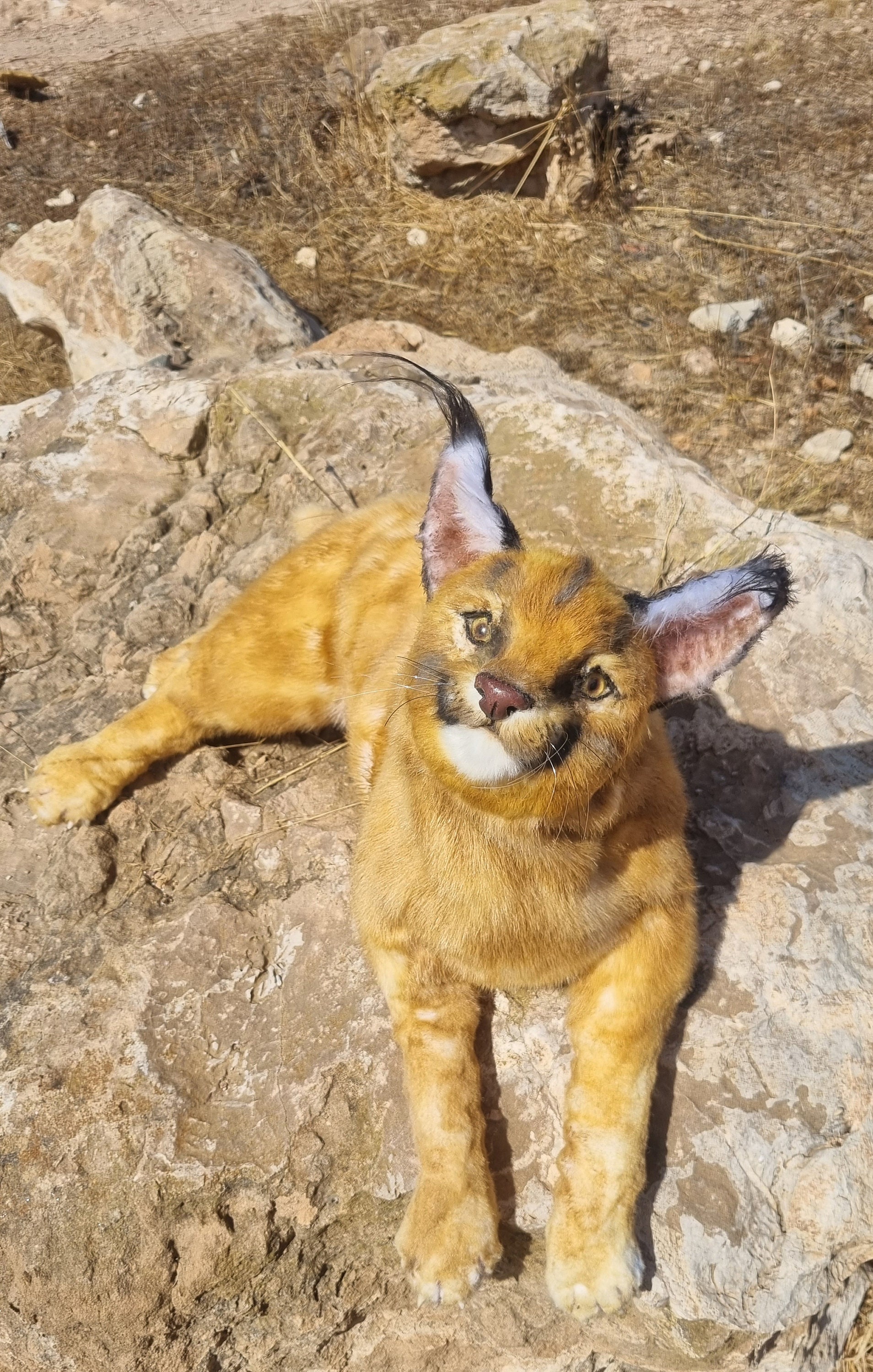 Caracal Floppa Realista Poseible Ooak Renacido Animal Salvaje Réplica ...