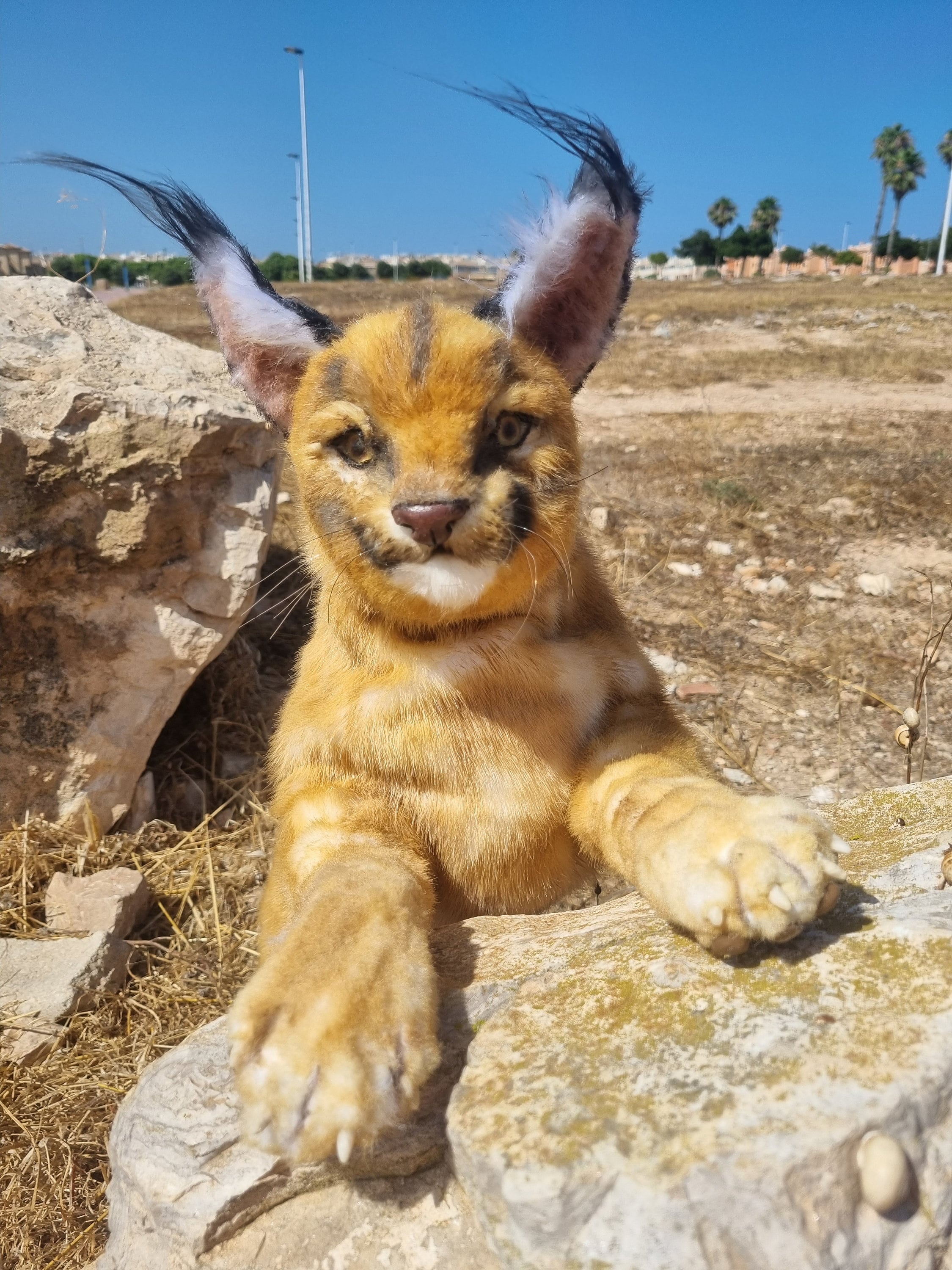 Caracal Floppa Realista Poseible Ooak Renacido Animal Salvaje Réplica ...