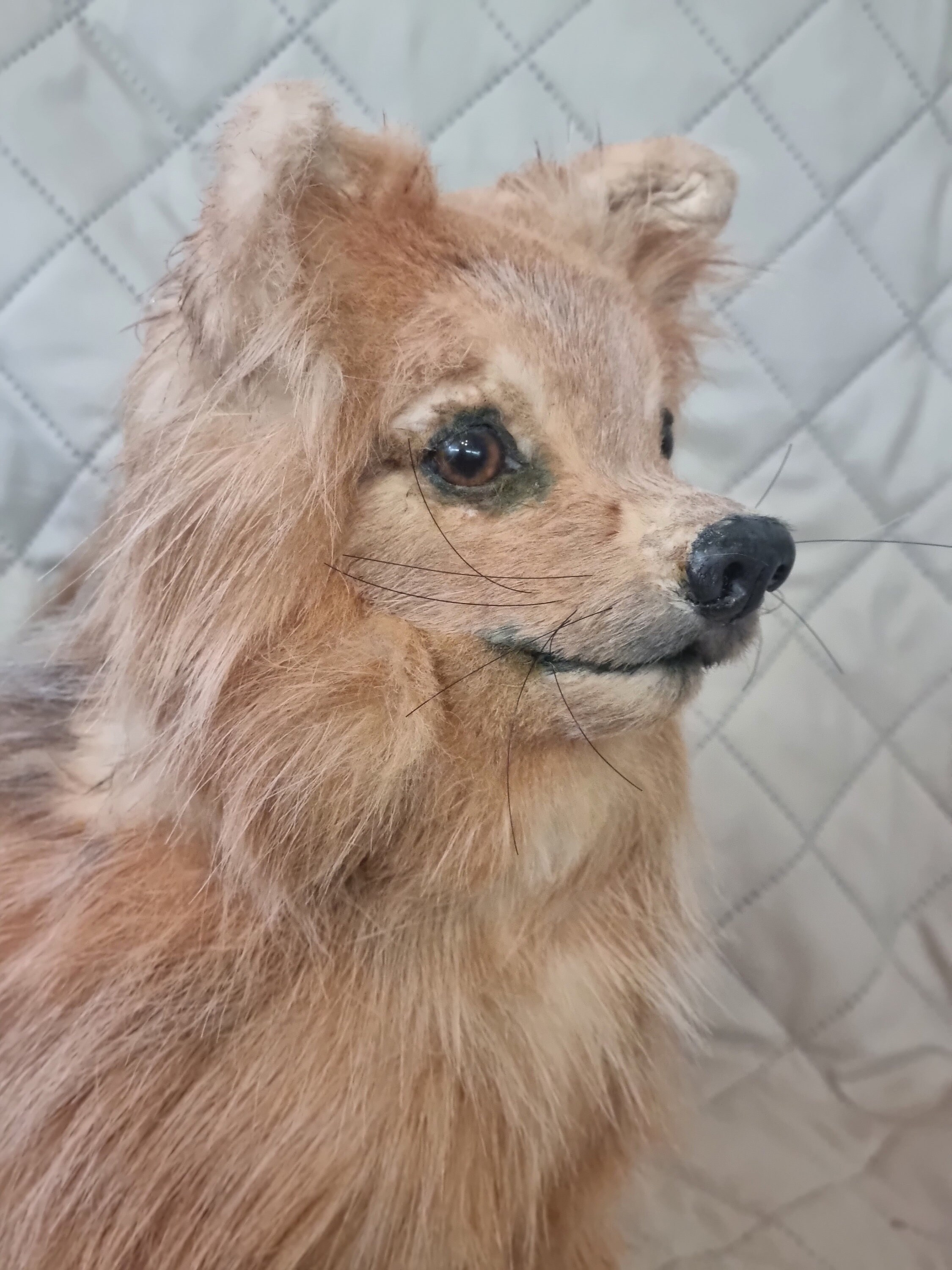 Custom Pomeranian Made by Order Pet Portrait Soft Sculpture Dog Replica ...