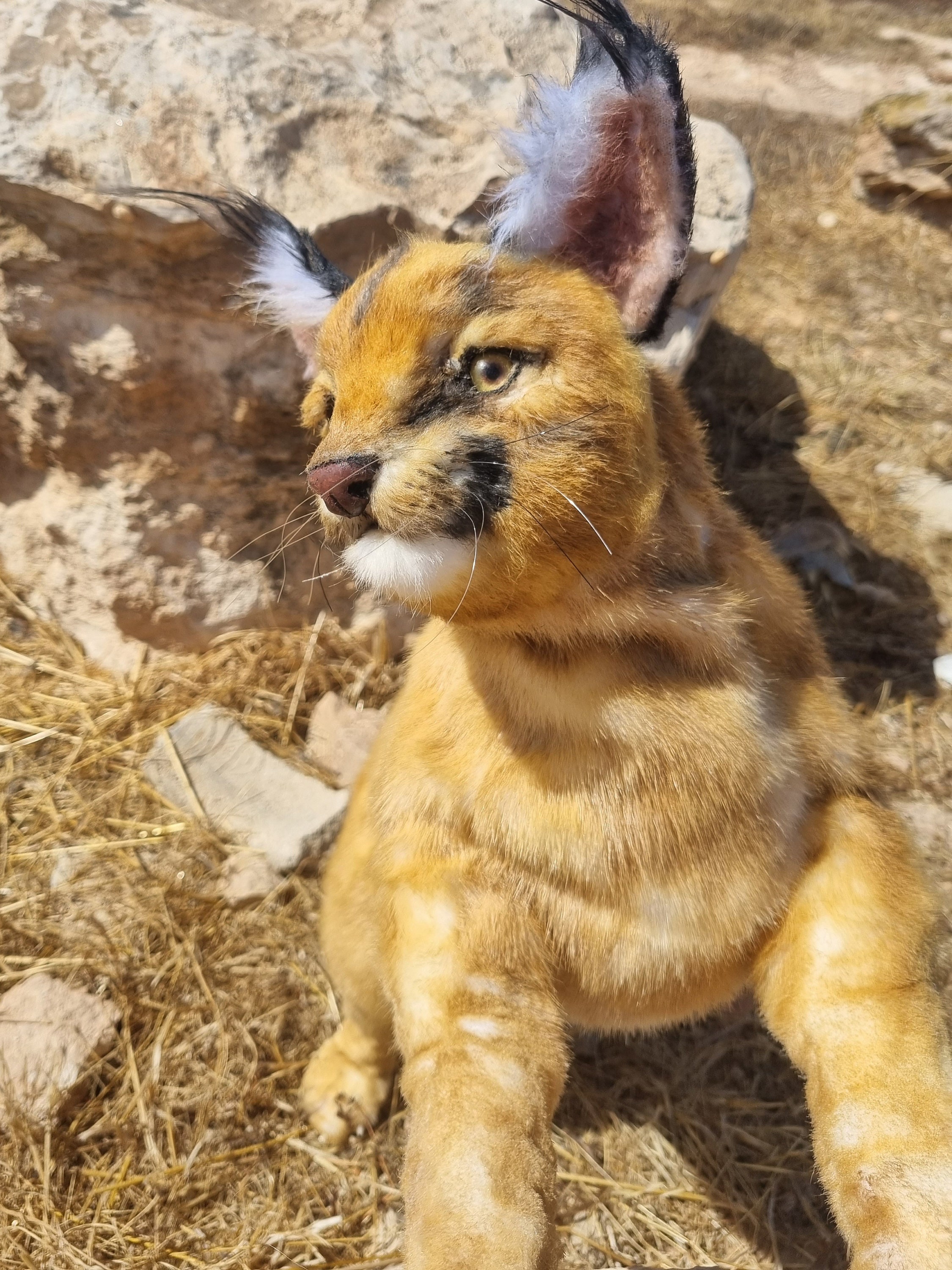 Caracal Floppa Realista Poseible Ooak Renacido Animal Salvaje Réplica ...