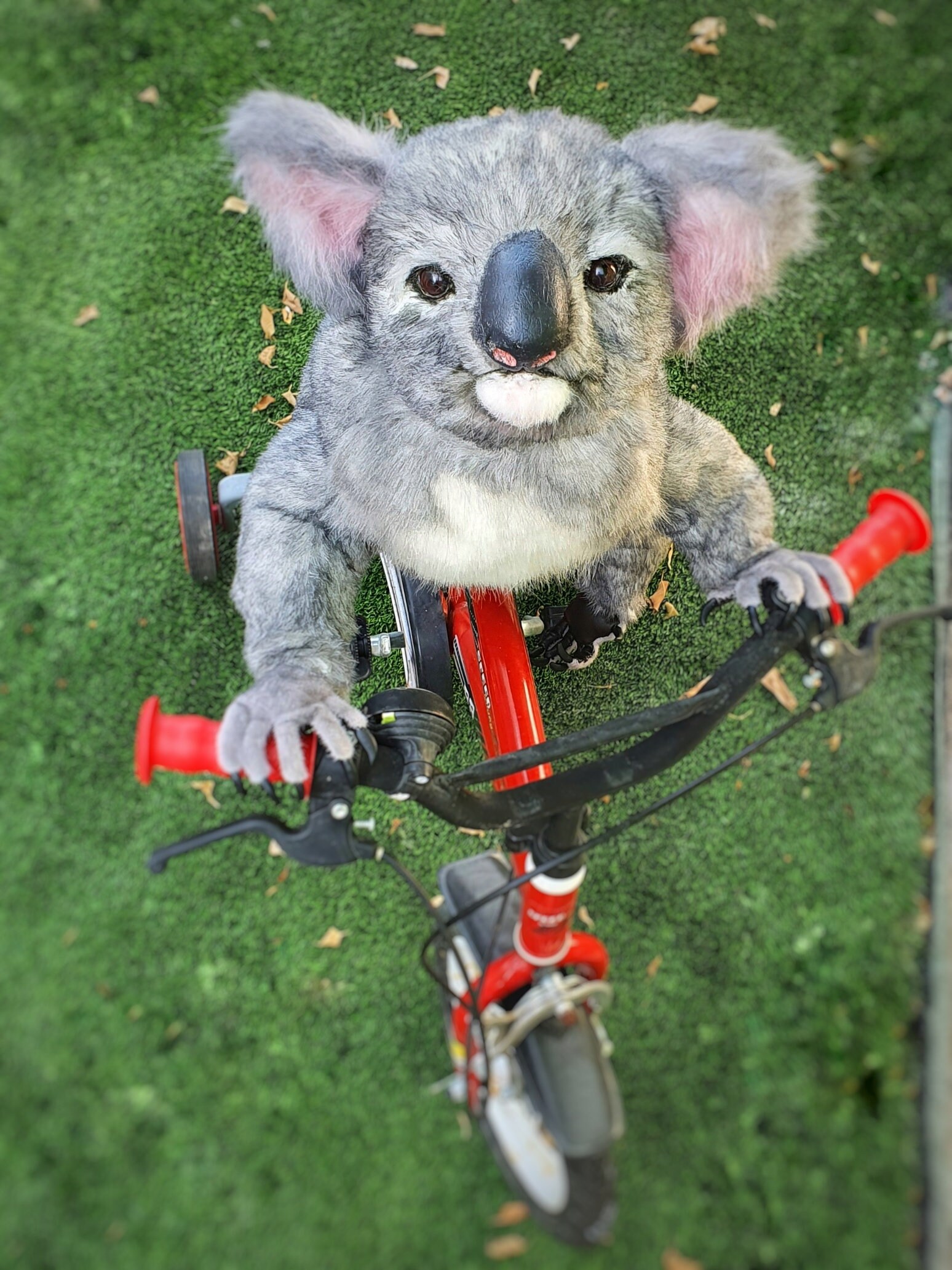 Koala Personalizado Blanco Gris Albino Bebé Realista Reborn Animal ...