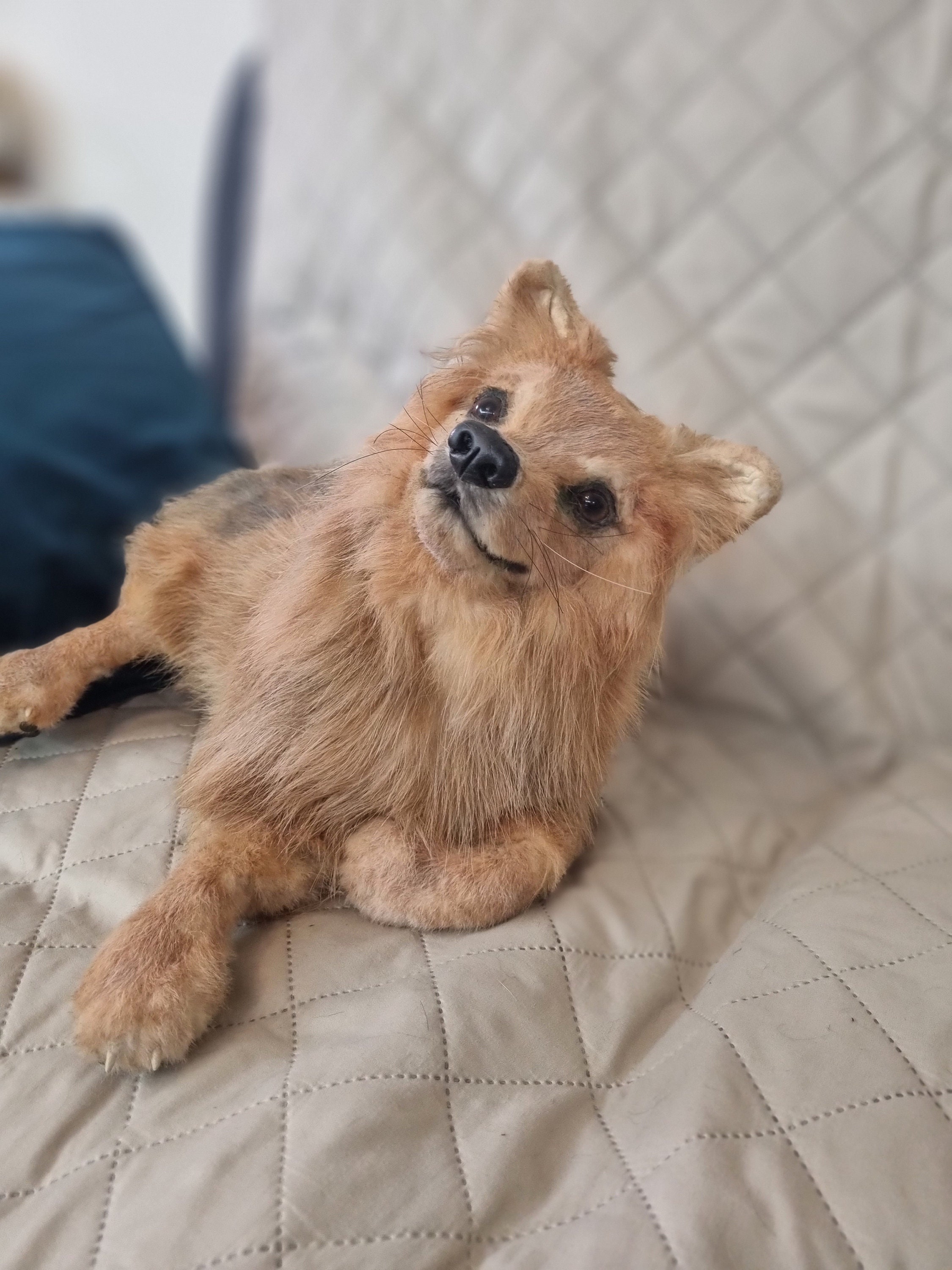 Custom Pomeranian Made by Order Pet Portrait Soft Sculpture Dog Replica ...