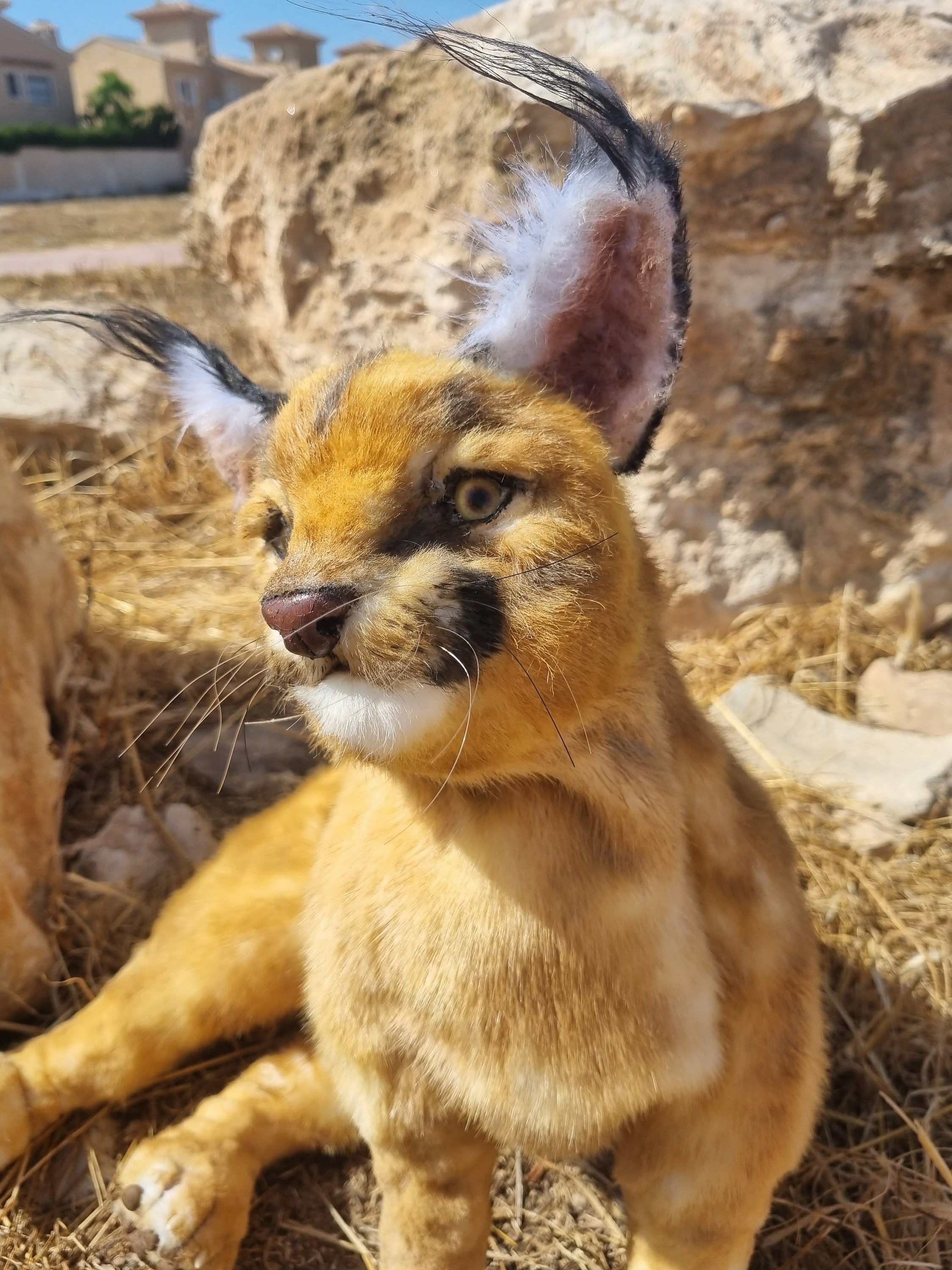 Caracal Floppa Realista Poseible Ooak Renacido Animal Salvaje Réplica ...