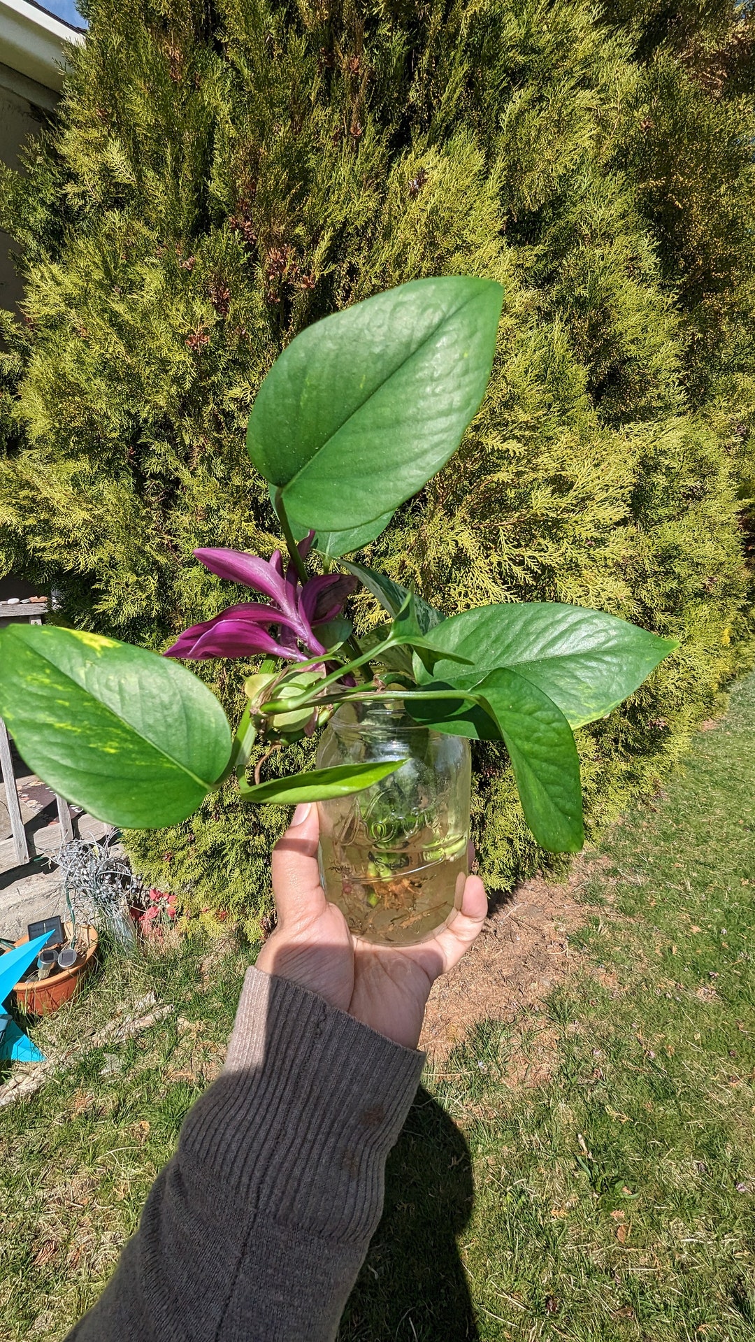 Surprise Plant Cutting Bundle - Etsy