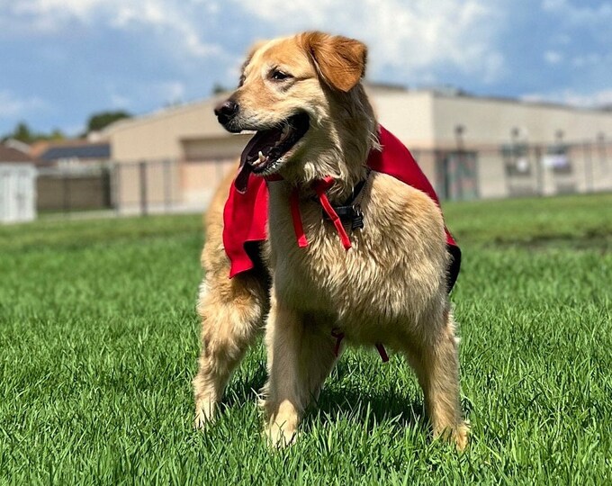 Dog Cape - Superhero Cape for Dogs - Capes for Dogs - Super Dog Cape ...